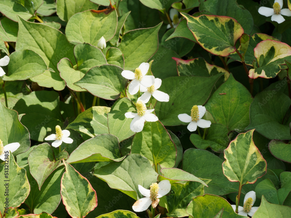 Houttuynia cordata 'Chameleon' - Coriandre des bois ou Poivre de Chine ...