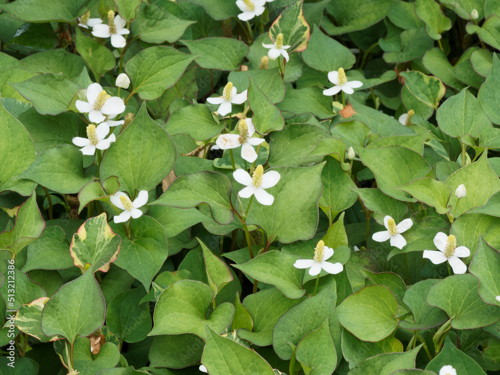 (Houttuynia cordata 'Chameleon') Poivre de Chine ou Herbe à poivre aux ...