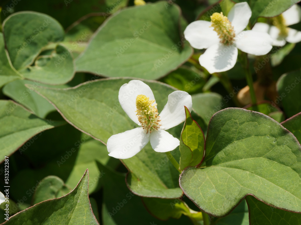 Houttuynia cordata 'Chameleon' | Poivre de Chine ou Herbe à poivre à ...