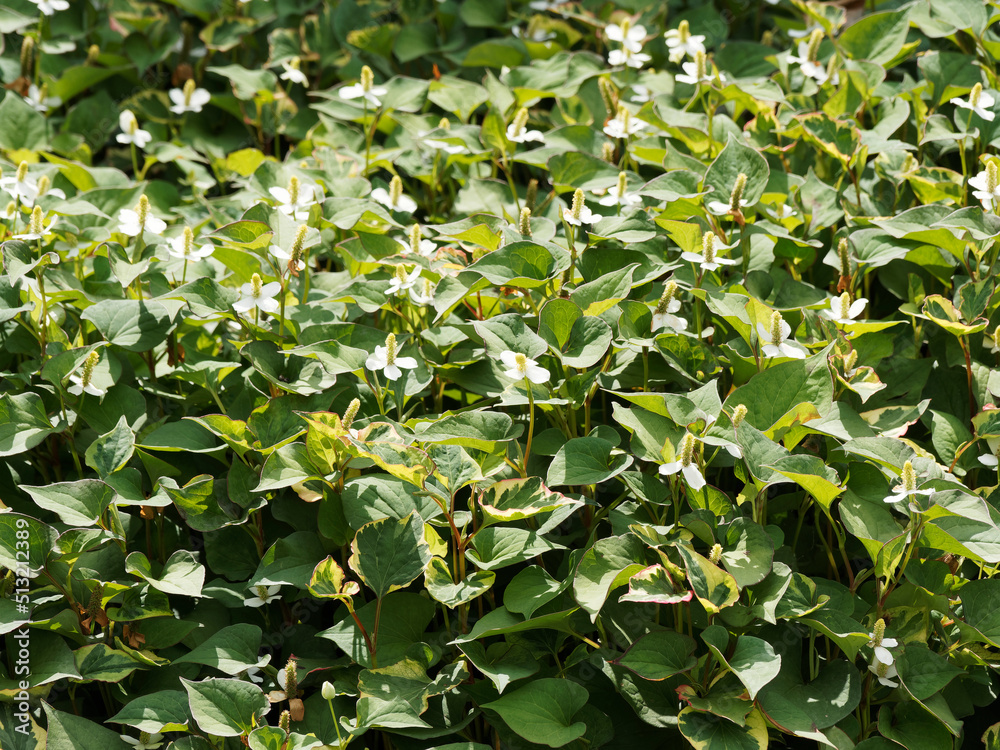 Houttuynia cordata 'Chameleon' - Coriandre des bois ou Poivre de Chine ...