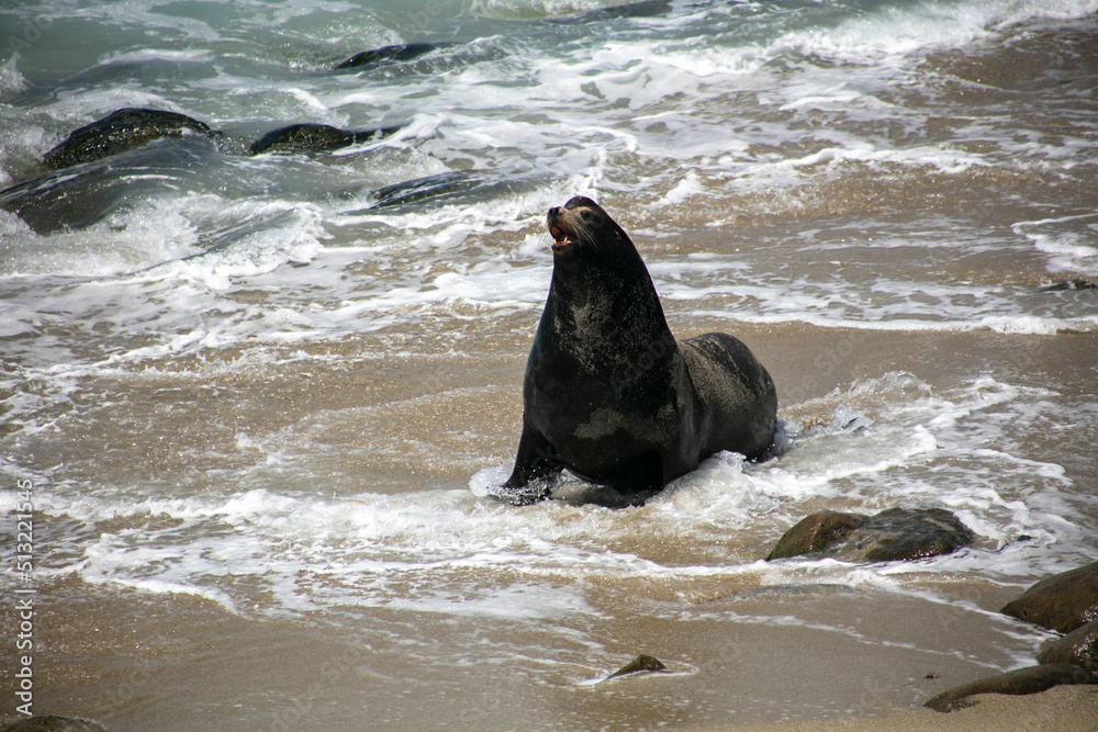 California Sea Lion in the Surf Zone of a Beach Bellowing and Barking a ...