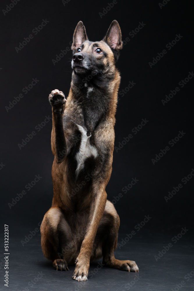 Belgian shepherd malinois dog giving a paw isolated on the black ...