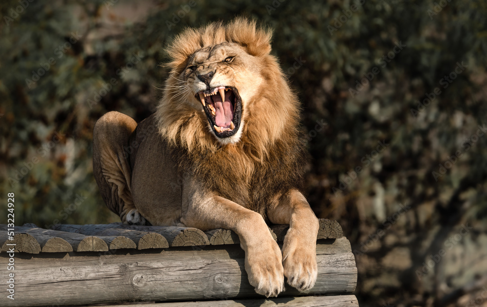 Wild lion roaring - Mighty and strong big cat seen on a safari nature ...