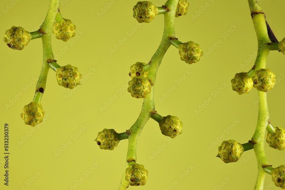 Isolated stems of Golden Wattle (Acacia pycnantha) buds. Australian ...