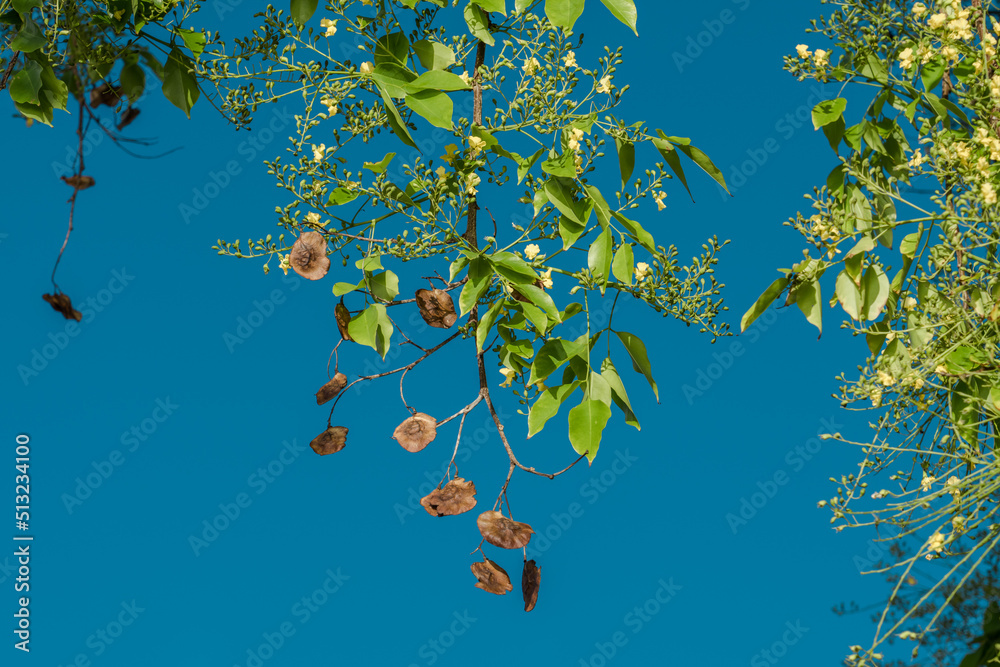 Tree plant in Magic Island, Ala Moana Regional Par, Honolulu Oahu ...