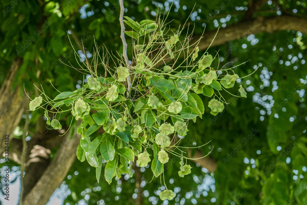 Tree plant in Magic Island, Ala Moana Regional Par, Honolulu Oahu ...