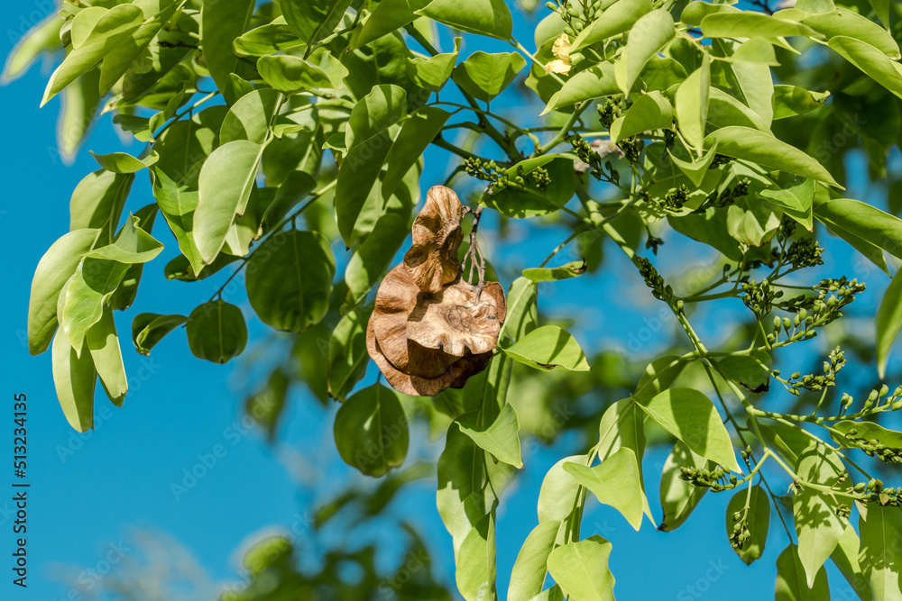 Tree plant in Magic Island, Ala Moana Regional Par, Honolulu Oahu ...