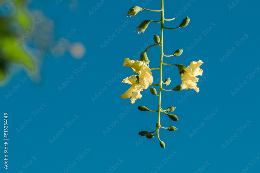 Tree plant in Magic Island, Ala Moana Regional Par, Honolulu Oahu ...