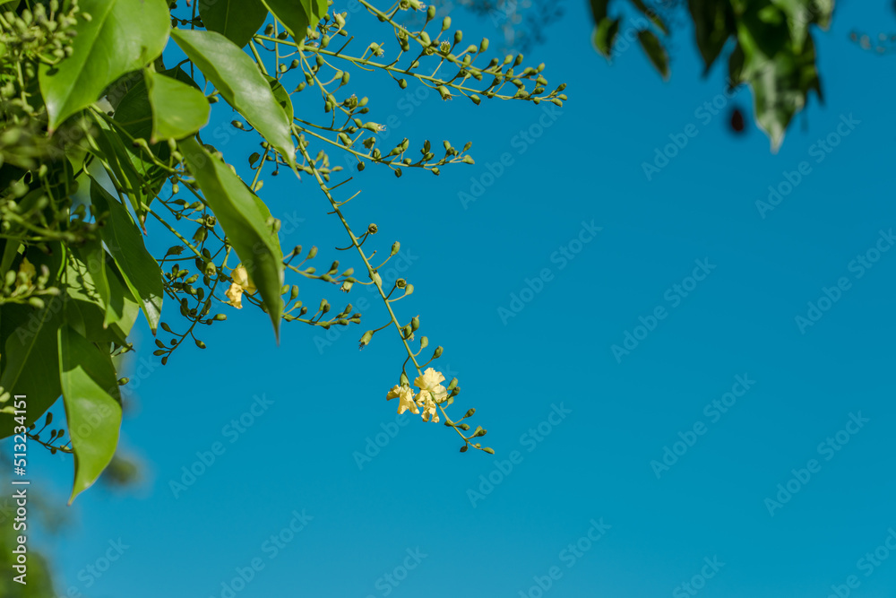Tree plant in Magic Island, Ala Moana Regional Par, Honolulu Oahu ...