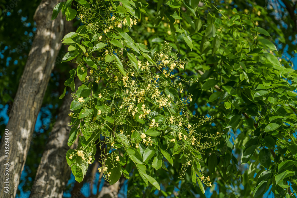 Tree plant in Magic Island, Ala Moana Regional Par, Honolulu Oahu ...