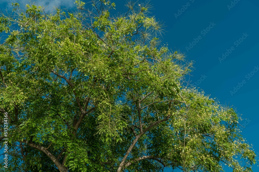 Tree plant in Magic Island, Ala Moana Regional Par, Honolulu Oahu ...