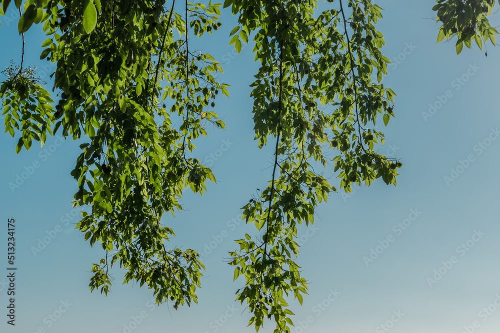 Tree plant in Magic Island, Ala Moana Regional Par, Honolulu Oahu ...