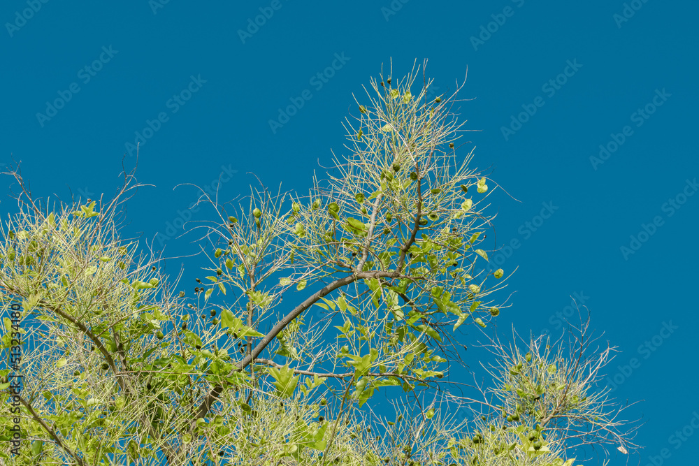 Tree plant in Magic Island, Ala Moana Regional Par, Honolulu Oahu ...