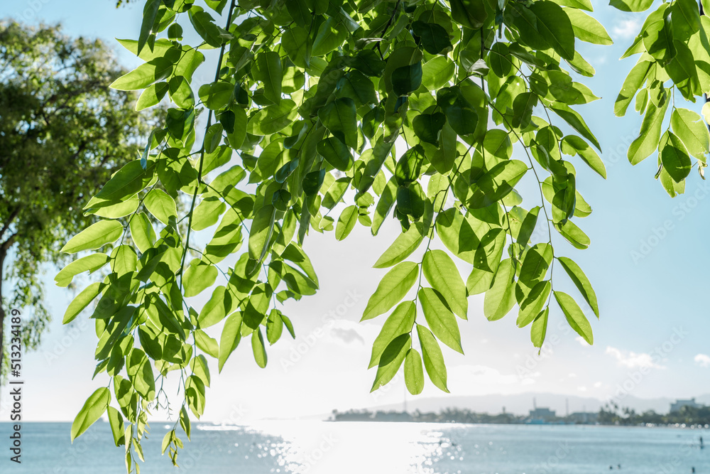 Tree plant in Magic Island, Ala Moana Regional Par, Honolulu Oahu ...