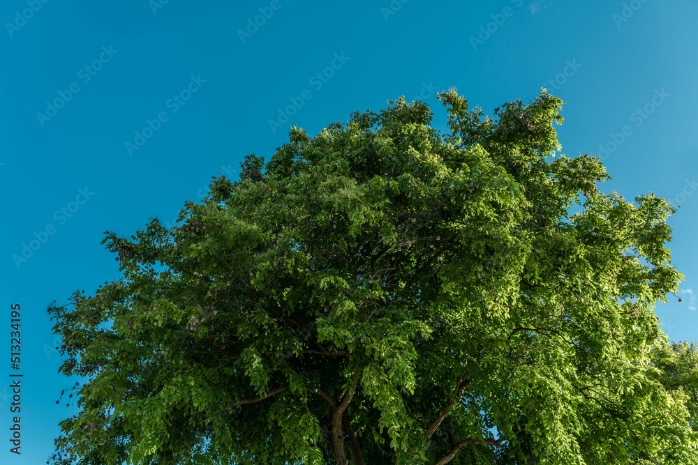Tree plant in Magic Island, Ala Moana Regional Par, Honolulu Oahu ...