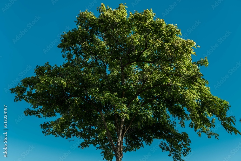 Tree plant in Magic Island, Ala Moana Regional Par, Honolulu Oahu ...