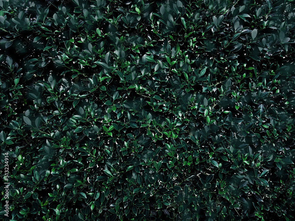 Green leaf background in tropical forest Stock Photo | Adobe Stock