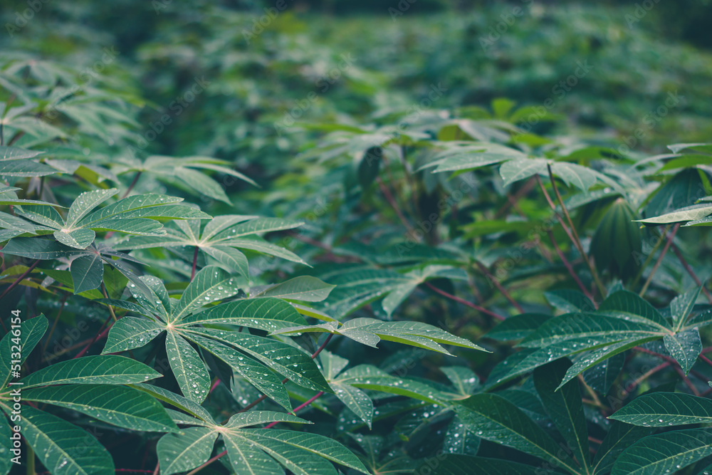 Growing cassava, young shoots growing, row of cassava tree in field ...