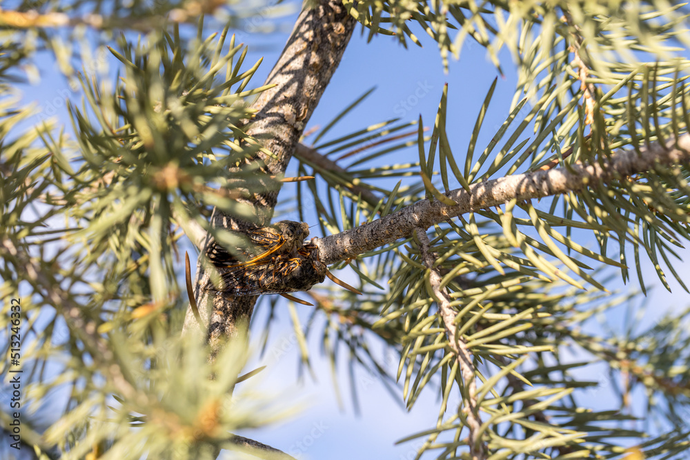 Two mating cicadas hidden on a pine tree branch in the day light Stock ...