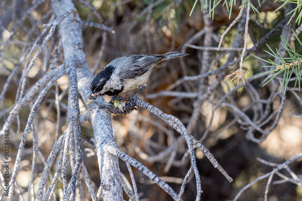 Greasy parent bird with captured cicada prey harvests insect to feed ...