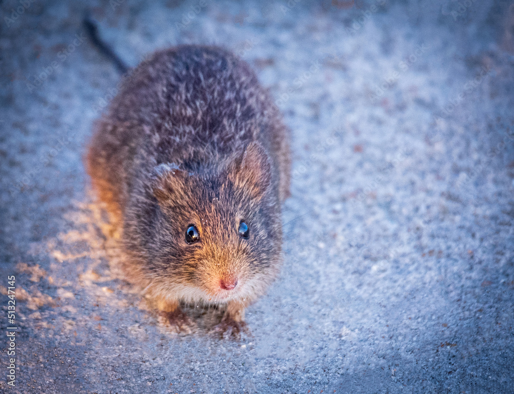 mouse at the beach Stock Photo | Adobe Stock