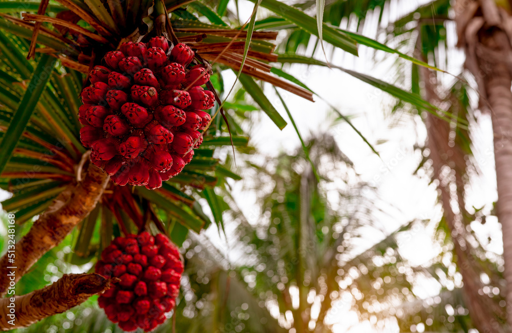 Pandanus tectorius tree with ripe hala fruit on blur background of ...
