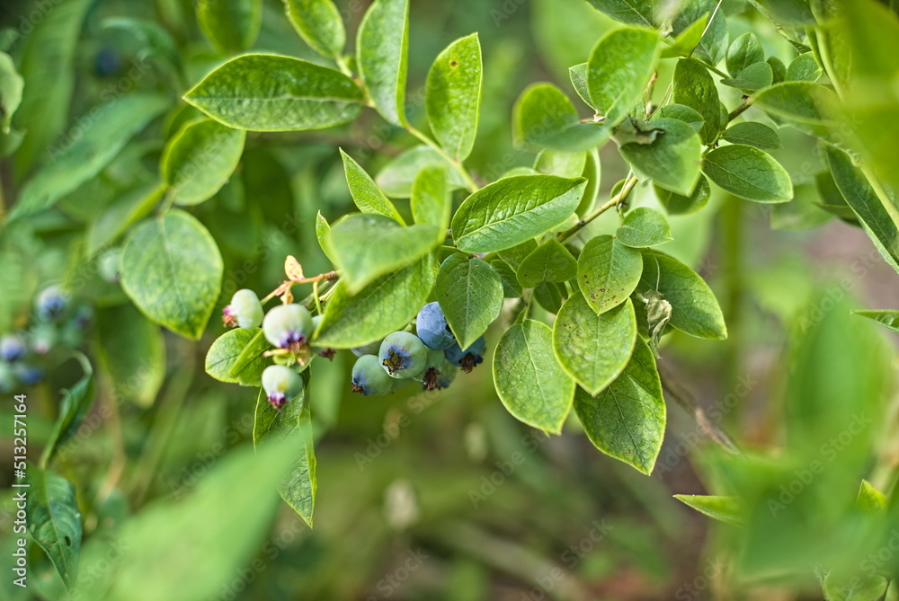 Blueberries ripen on the bush. Growing berries in the garden. Close up ...