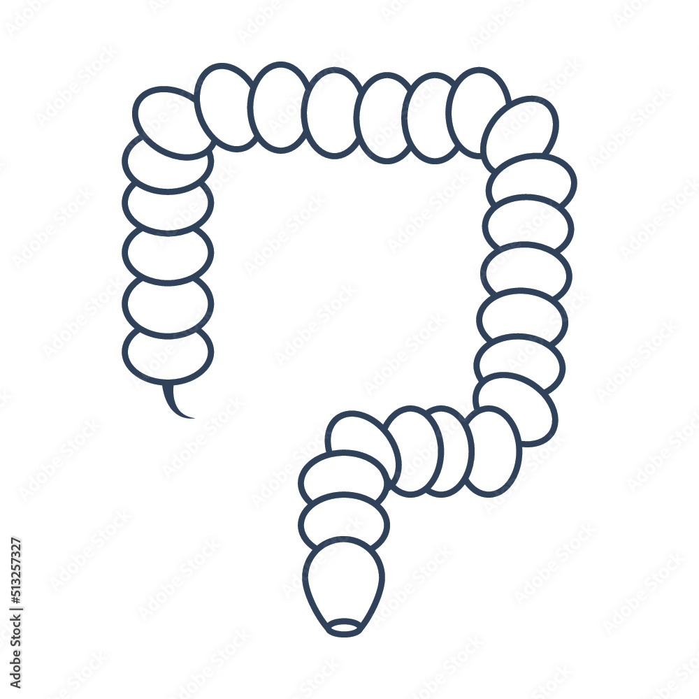 Colon, intestine, organs, rectum icon Stock Vector | Adobe Stock