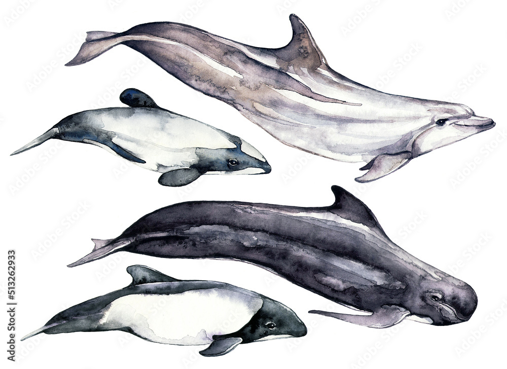 Collection of watercolor dolphins and whales. Sea animals. Stock ...