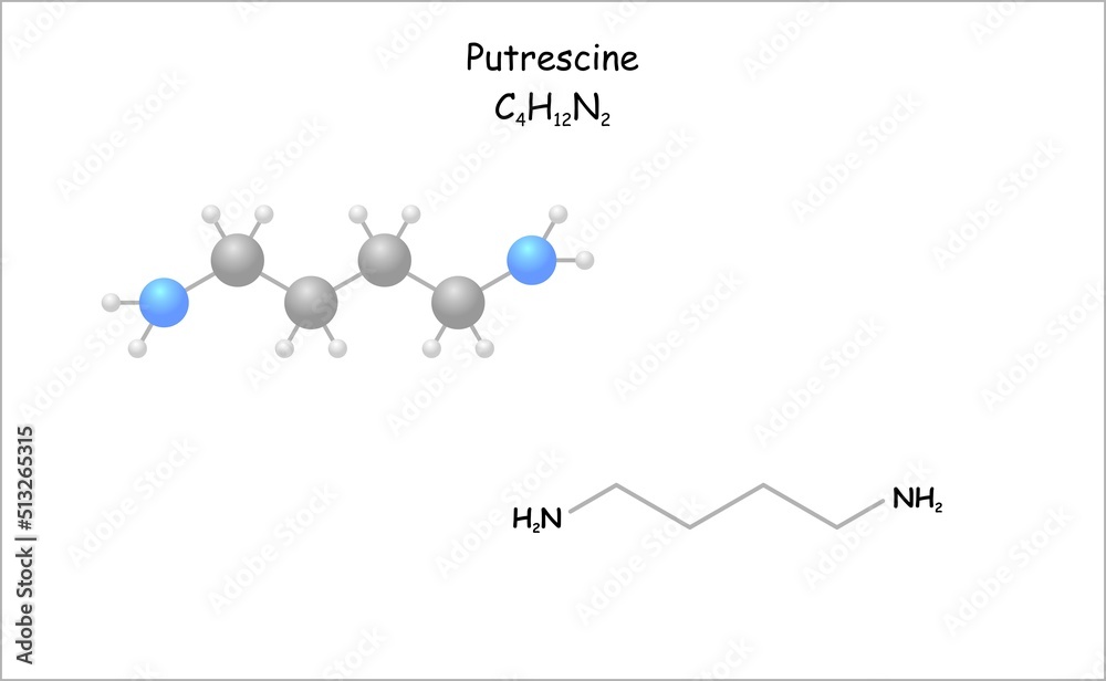 Stylized molecule model/structural formula of putrescine. Stock Vector ...
