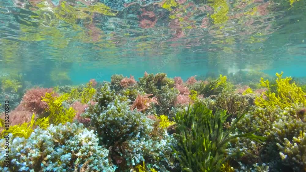 Vidéo Stock Ripples of colorful seaweeds below sea surface in shallow ...