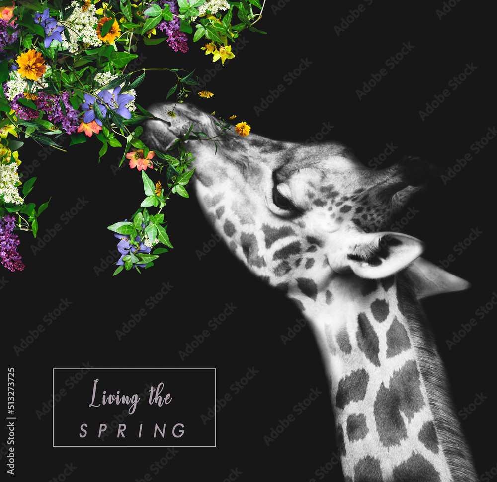 Composición fotográfica de jirafa en blanco y negro en contraste con ...