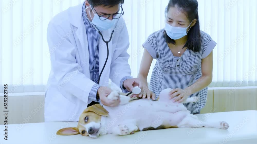 A expertise veterinary doctor is checking up the beagle dog breed heart ...