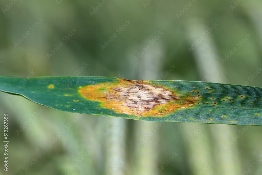 Leaf spot of rye, septoria leaf blotch, speckled leaf blotch of rye ...