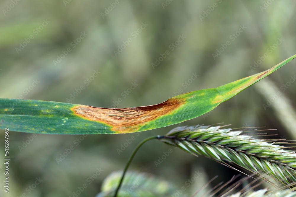 Leaf spot of rye, septoria leaf blotch, speckled leaf blotch of rye ...