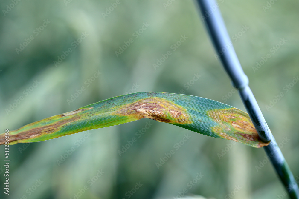 Leaf spot of rye, septoria leaf blotch, speckled leaf blotch of rye ...
