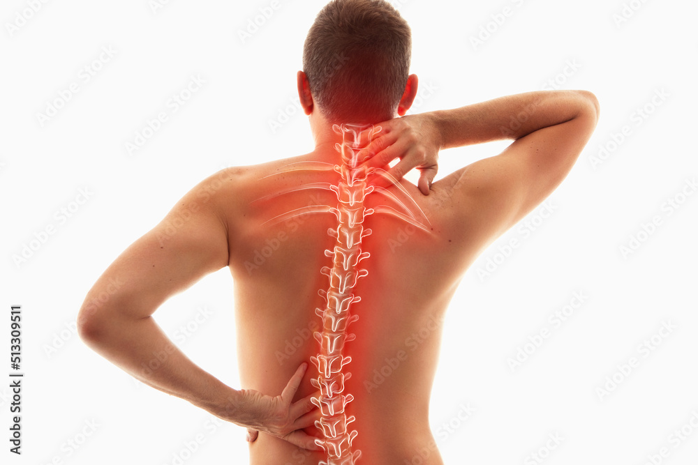 Human Spine Back View