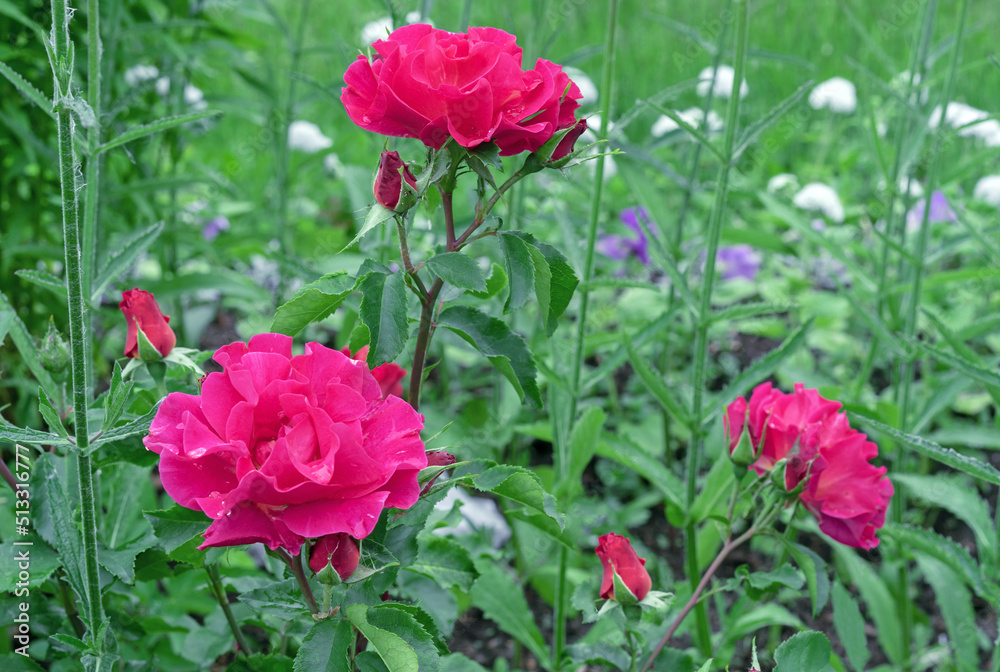 Rosa chinensis, tea rose, Chinese rosehip blooms in the summer garden ...
