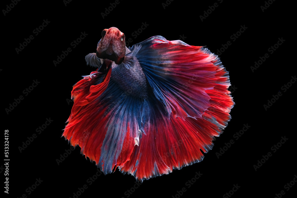 Dark blue and red tail betta fish are fighting, Siamese fighting fish ...