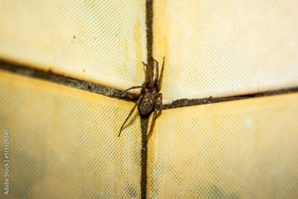 Home spider living in houses.Spider on the wall.Domestic spider living ...