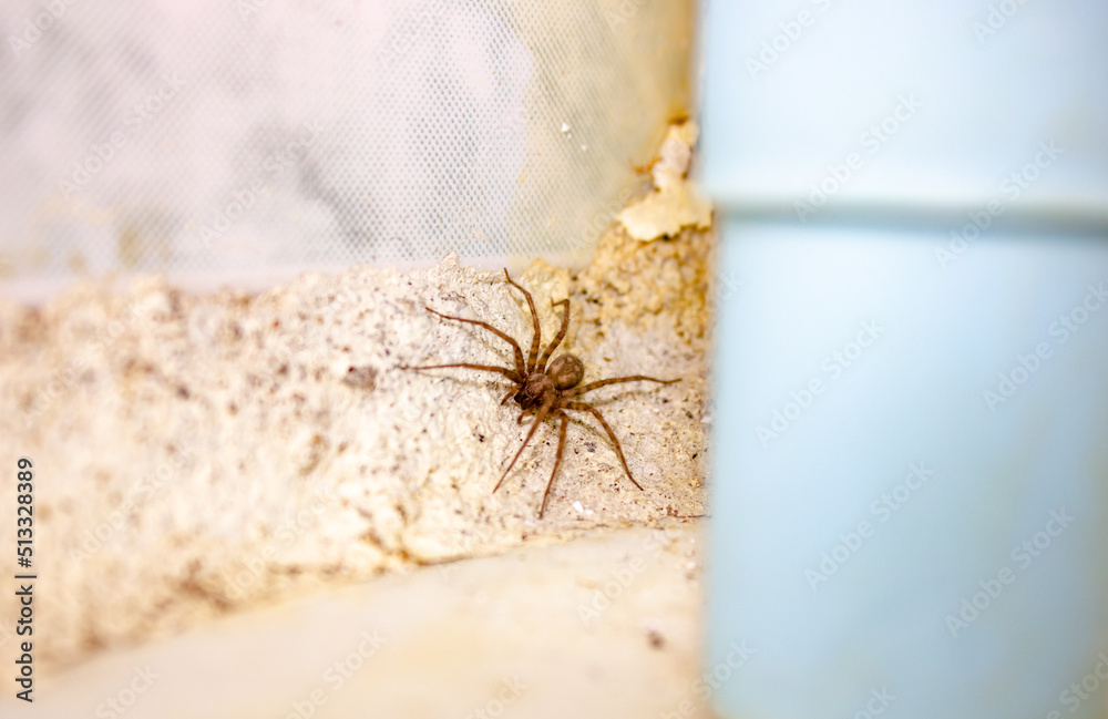 Home spider living in houses.Spider close-up.Domestic spider living in ...
