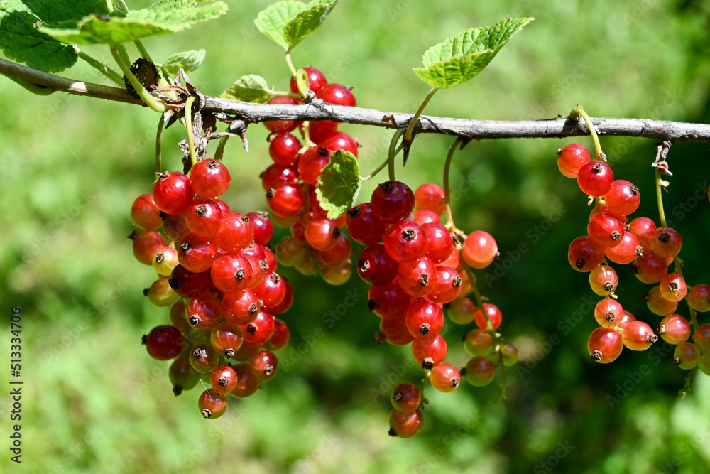 rote Johannisbeeren Stock Photo | Adobe Stock