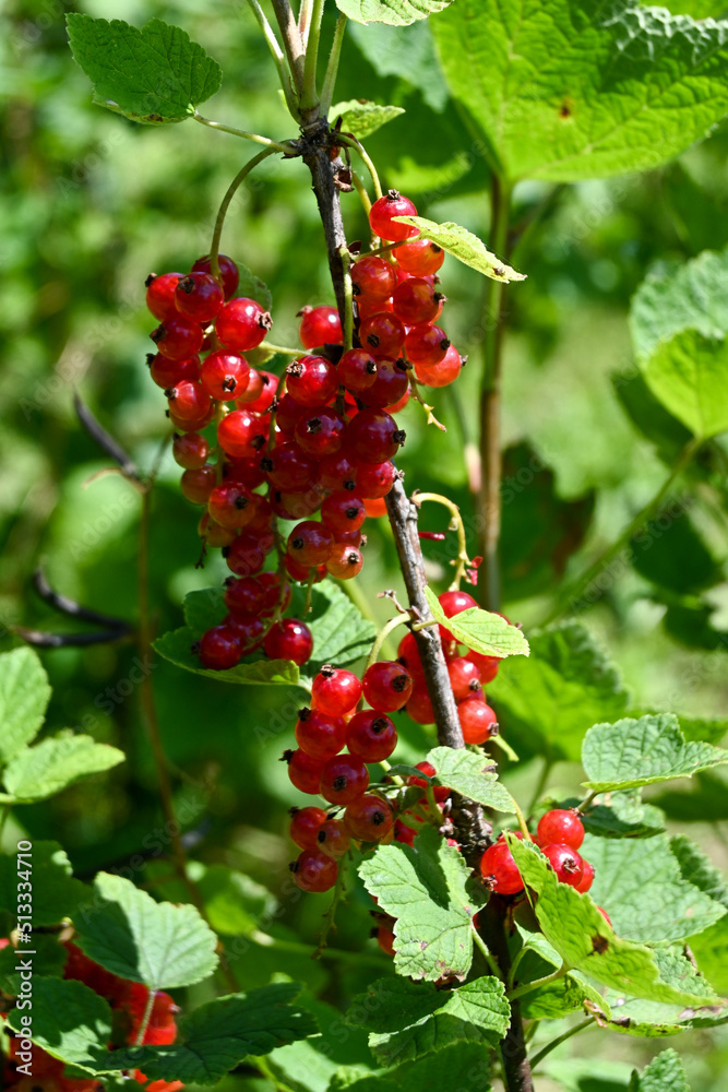 rote Johannisbeeren Stock Photo | Adobe Stock