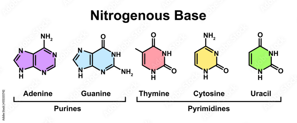 Nitrogen Bases Biology Definition Nitrogen Bases Biology Definition