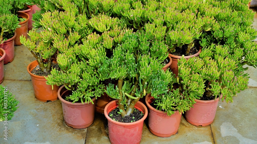 Beautiful Exotic Rare crassula ovata gollum Finger Jade Plant from a ...