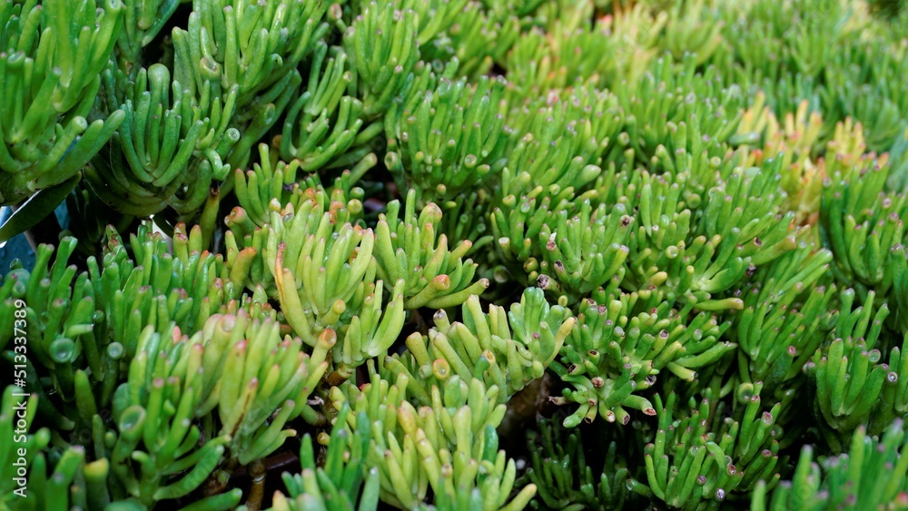 Beautiful Exotic Rare crassula ovata gollum Finger Jade Plant from a ...