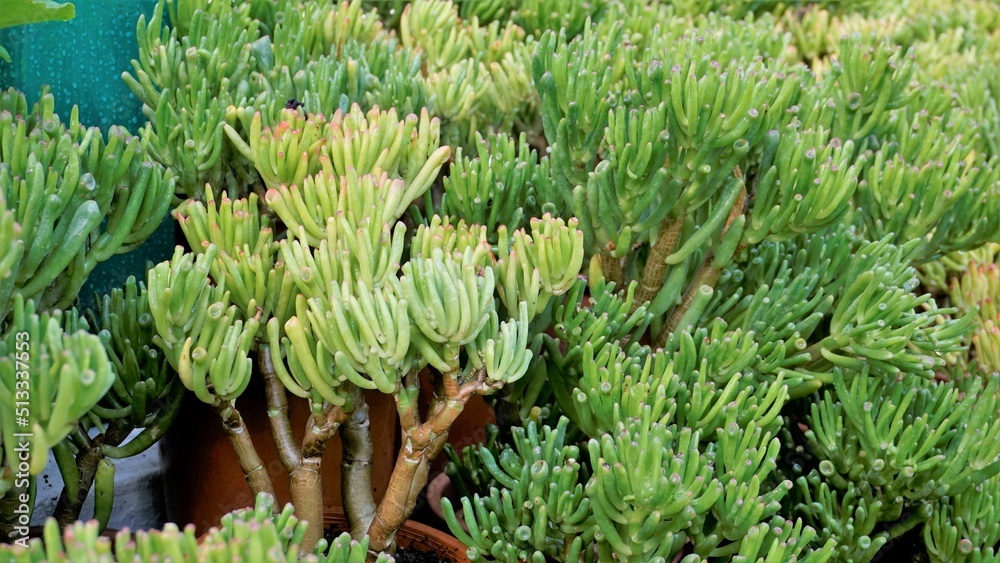 Beautiful Exotic Rare crassula ovata gollum Finger Jade Plant from a ...