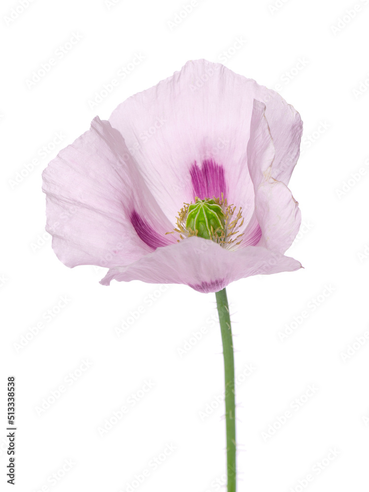 Poppy flower isolated on white background. Single pink opium poppy ...