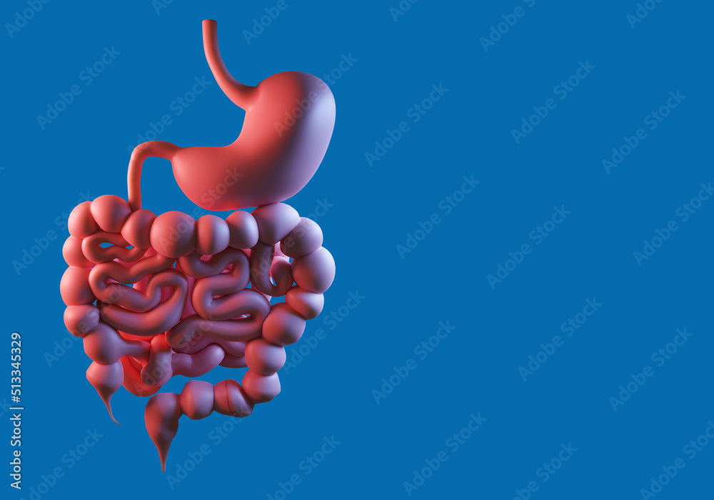 Stomach with intestinal tract. Human Stomach on blue background ...