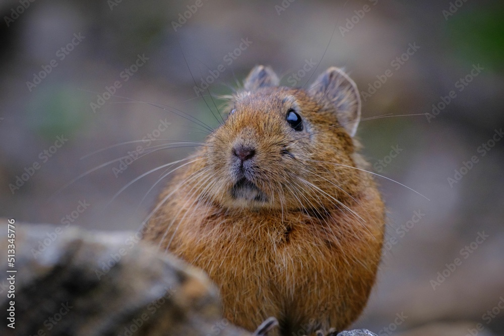 Himalayan pika on a rock in the Himalayan mountains of Nepal Stock ...